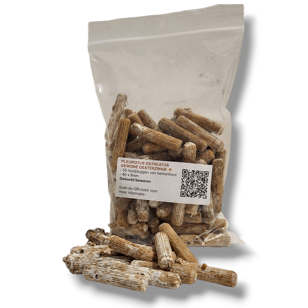 Grey Oyster Mushroom Plugs - FungiHub.eu